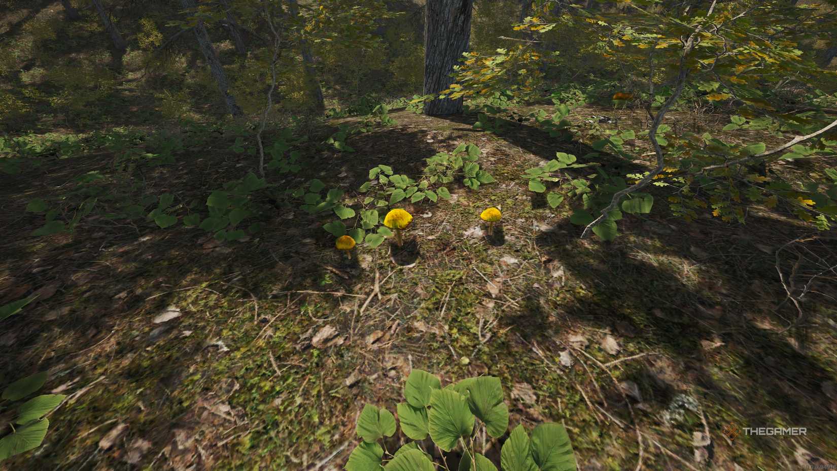 agaricus augustus scum