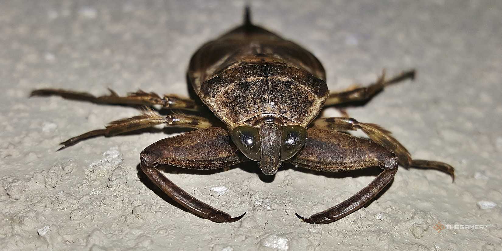 These Are The Bugs We Want To See In Grounded 2