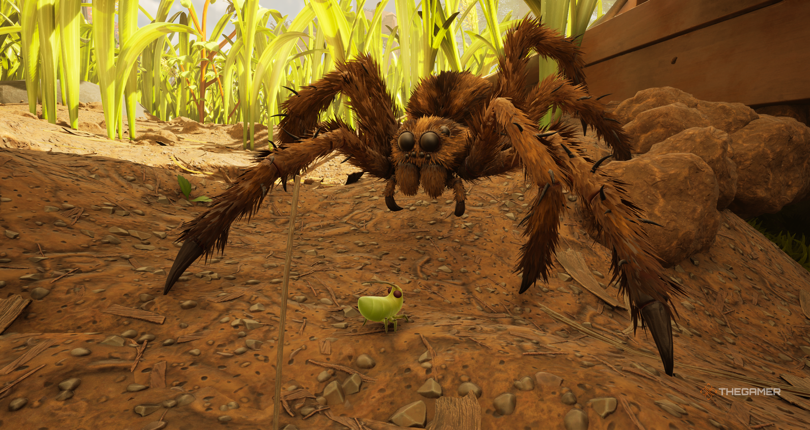 wolf spider grounded 2